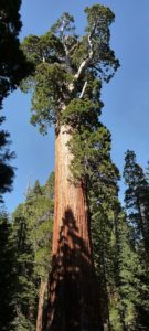 The Tallest Trees in the World - TheBiteTour.com