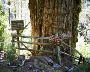 The Oldest Trees in the World - TheBiteTour.com