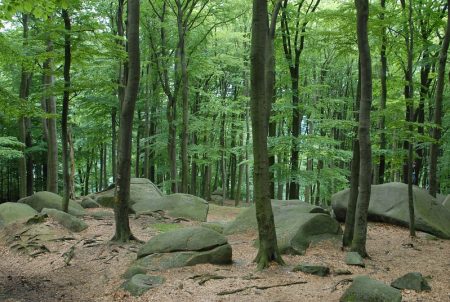 The 15 Most Beautiful Forests in Europe - TheBiteTour.com